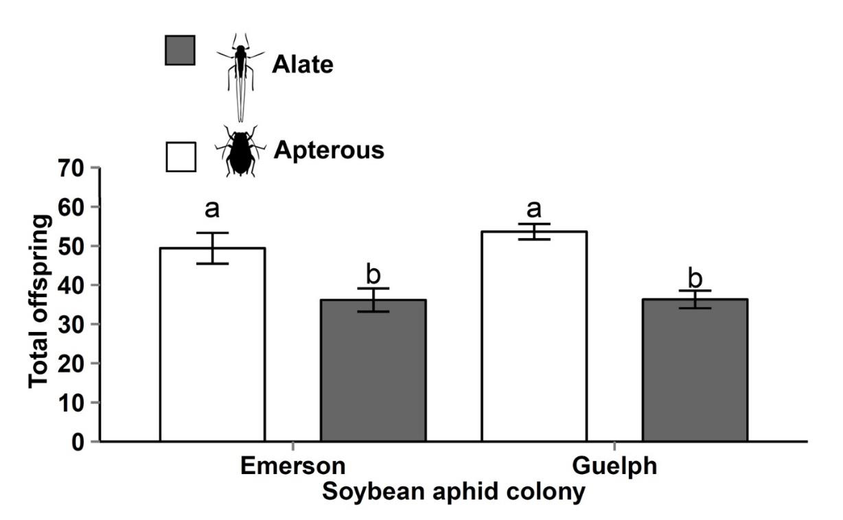 Wing induction in the soybean aphid, Aphis glycines Matsumura ...